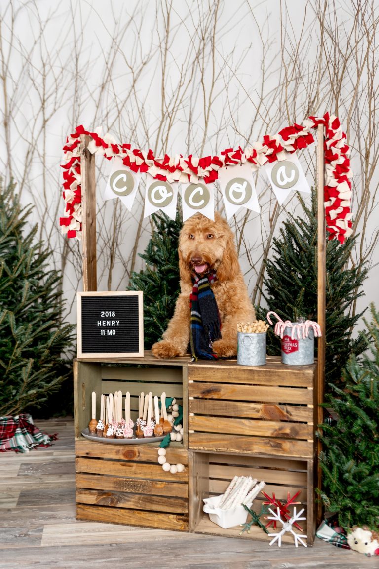 Orlando Christmas Minis with A Girl and Her Glitter - Kristen Weaver ...